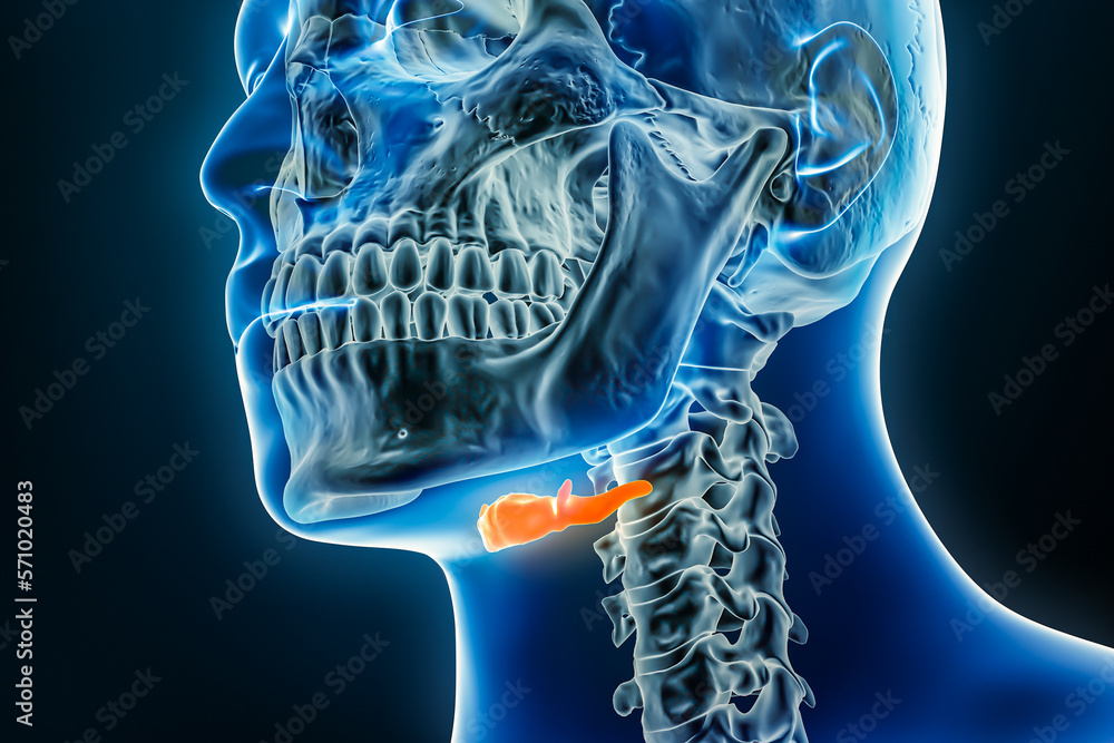 Xray of hyoid bone 3D rendering illustration with male body contours ...