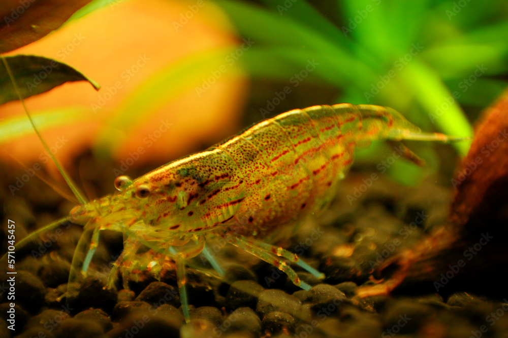 Neocaridina Freshwater Shrimp, dwarf shrimp in the aquarium ...
