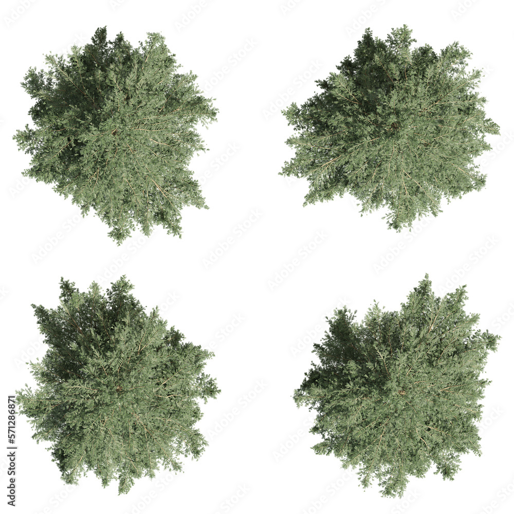 Set of pine trees, 3D rendering. top view, plan view, for illustration ...