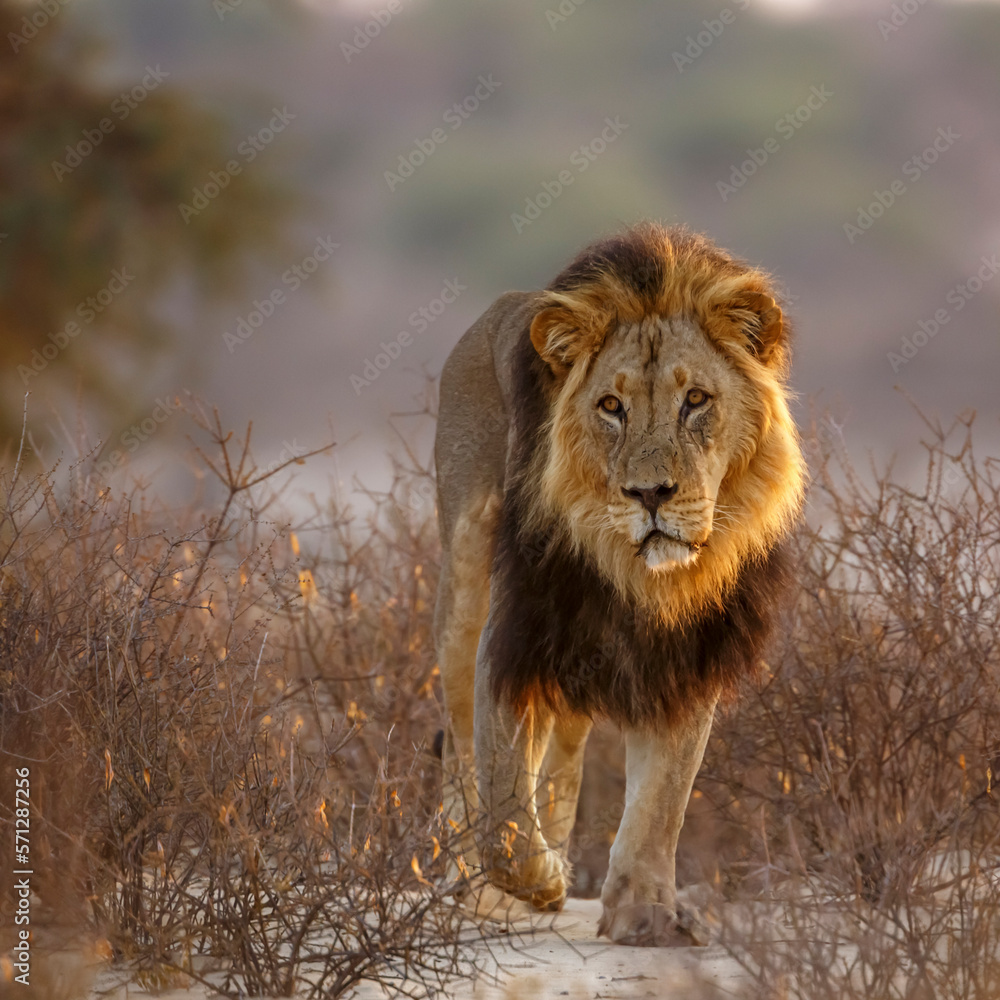African lion male black mane front view in bush in Kgalagadi ...