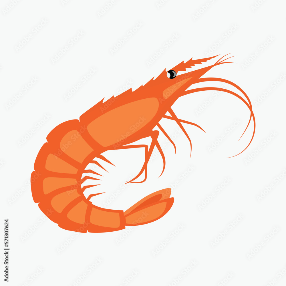 Shrimp vector illustration. White background. Stock Vector | Adobe Stock