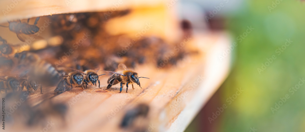 Swarm of honey bees (Apis mellifera) carrying pollen and flying to the ...