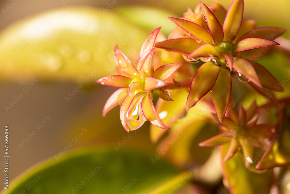 Ora-pro-nobis, beautiful flower of a plant called Ora-pro-nobis just ...