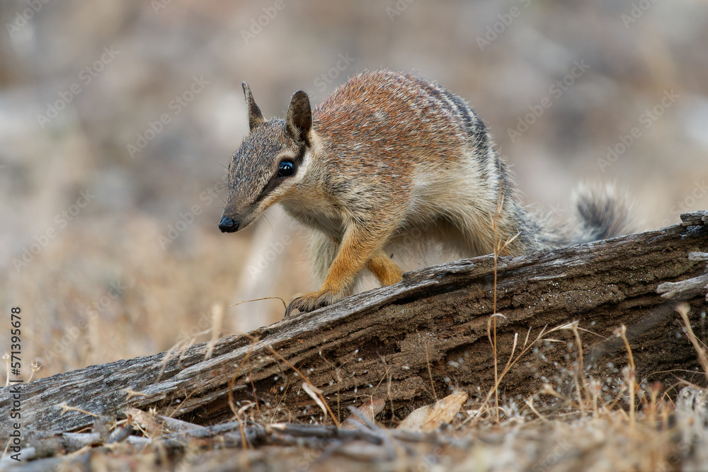 Numbat - Myrmecobius fasciatus also noombat or walpurti, insectivorous ...