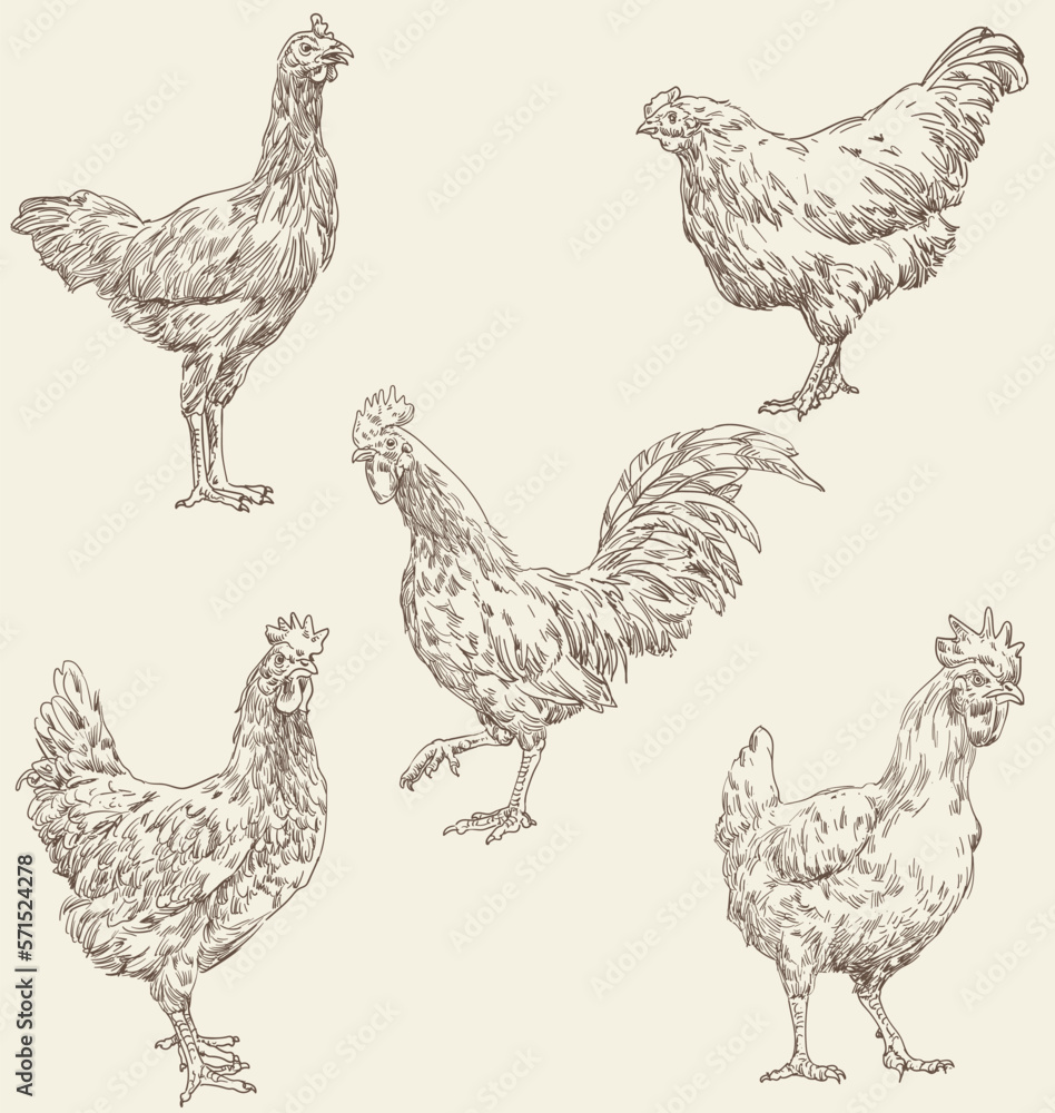 hand draw chicken collection vector illustration Stock Vector | Adobe Stock