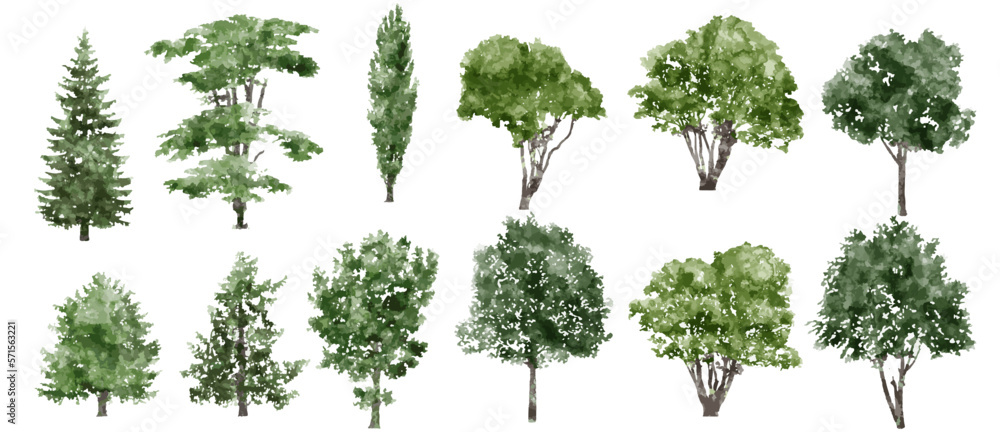 Vector illustration of an architectural tree for landscape design in a ...