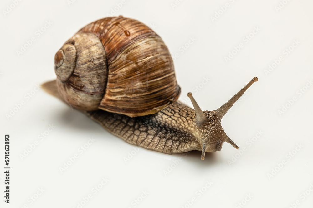 big snail on white background. Helix pomatia, Burgundy, Roman, escargot ...