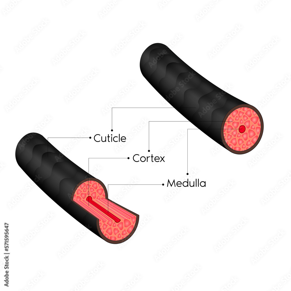 Ilustrace layer of hair structure. The hair shaft consists of cortex ...