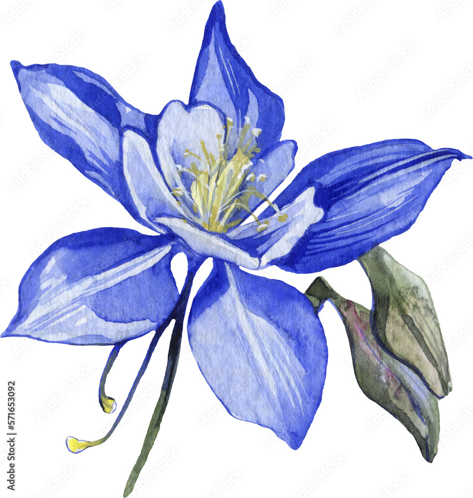 Watercolor Hand Drawn Blue Star Flower Illustration On Transparent ...