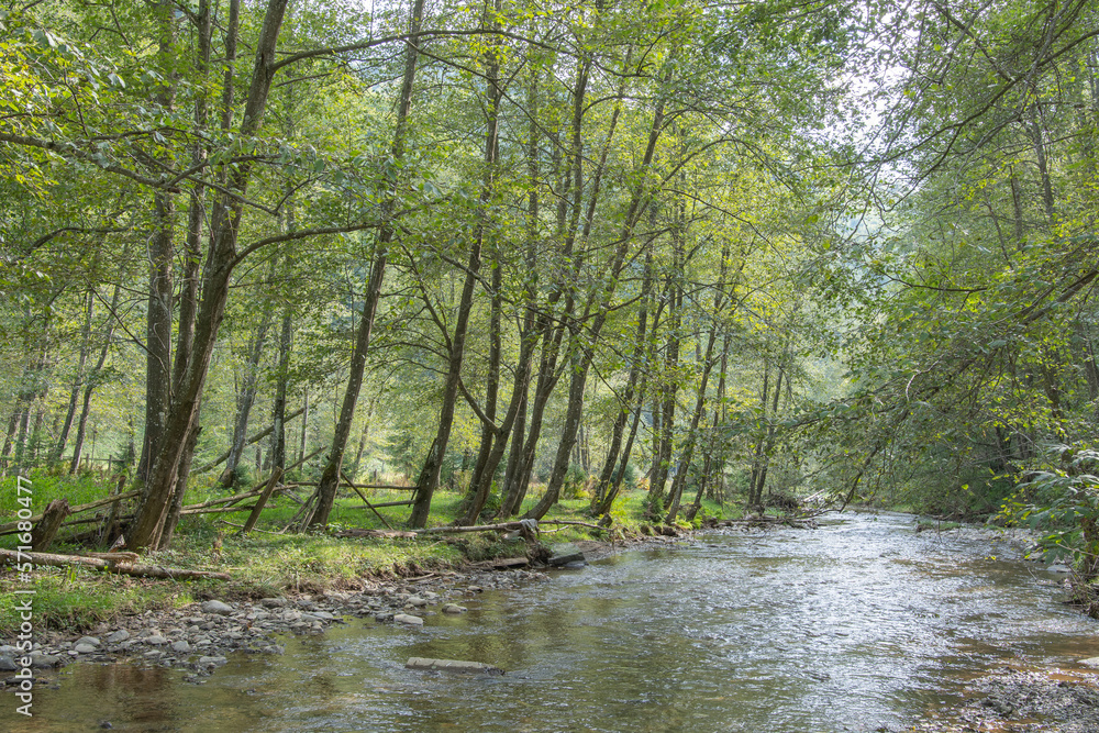 Example of riparian and gallery woodland, with dominant grey alder ...