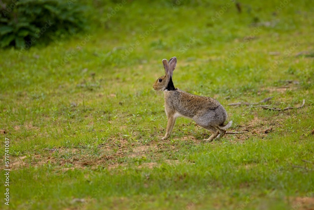 The Indian hare (Lepus nigricollis), also known as the black-naped hare ...