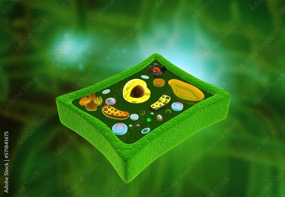Plant cell structure. 3d illustration. Stock Illustration | Adobe Stock