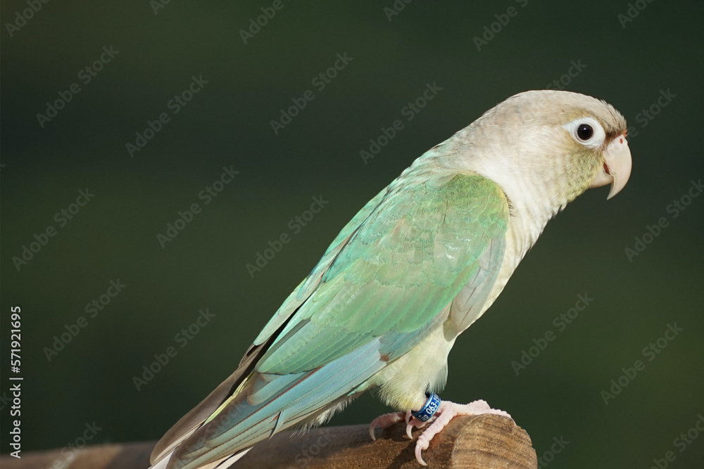 Green cheek conure turquoise pineapple (turquoise cinnamon and opaline ...