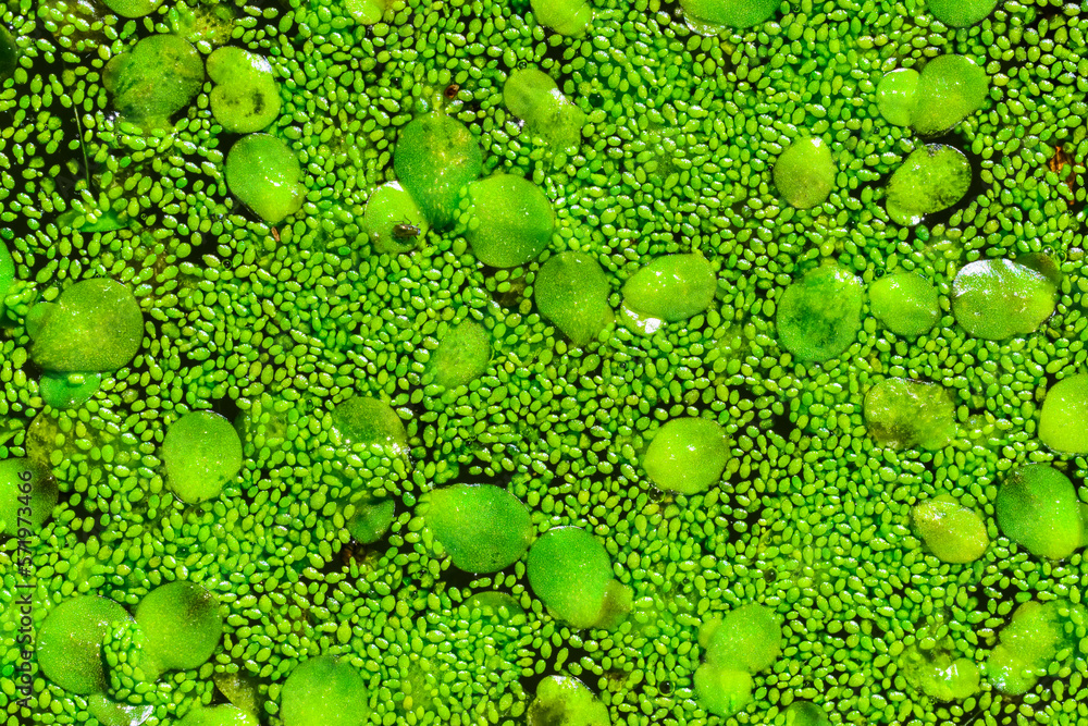 Spotless watermeal, rootless duckweed (Wolffia arrhiza) and duckweed ...