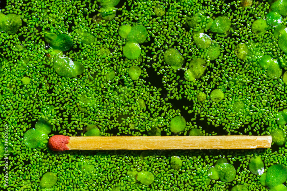 Match for scale, Spotless watermeal, rootless duckweed (Wolffia arrhiza ...