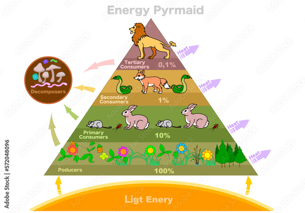 Energy pyramid or ecological, eltonian, trophic level. Food chain, web ...