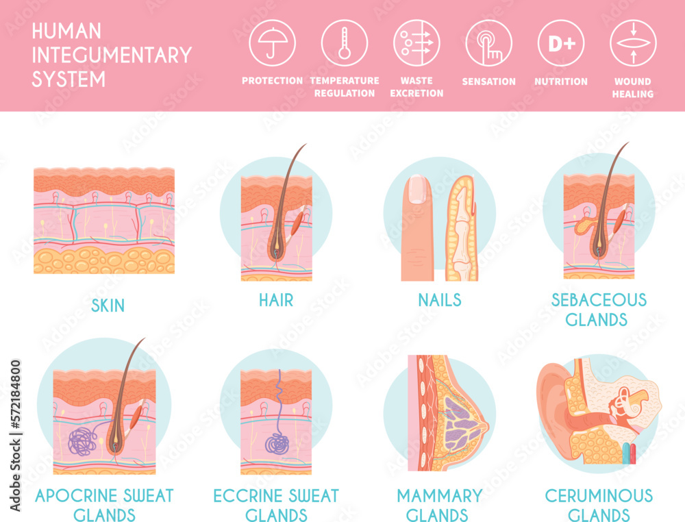 Human Integumentary System Infographics Stock Vector | Adobe Stock