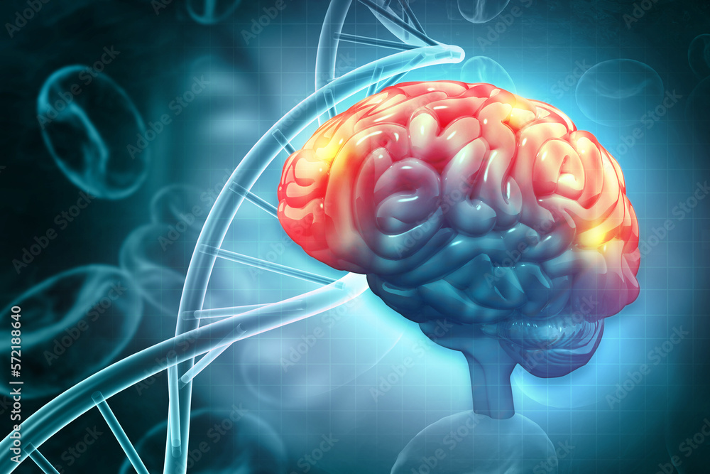 Stock-Illustration „Anatomy of human brain. Active parts of the brain ...