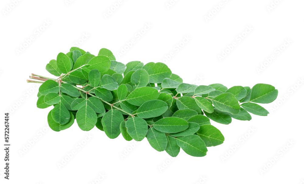 Moringa leaves on transparent png Stock Illustration | Adobe Stock