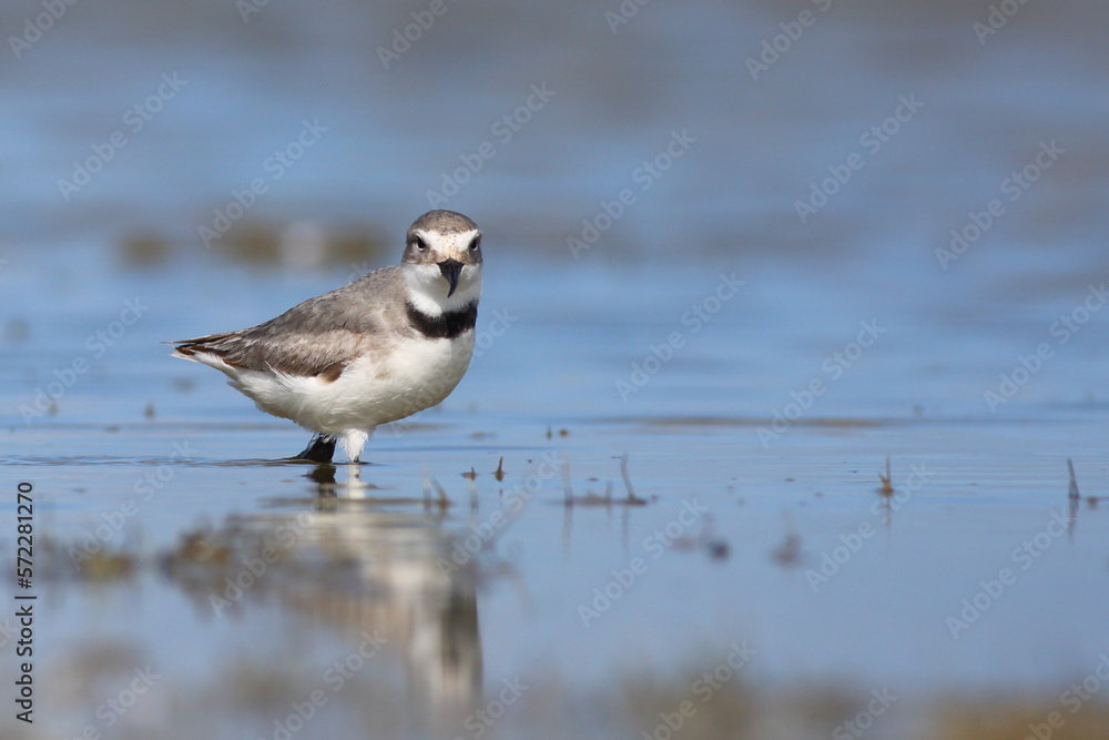 Wrybill or Ngutu pare (Anarhynchus frontalis) is the only bird species ...