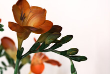 Orange Freesia Flower Close-up Free Stock Photo - Public Domain Pictures