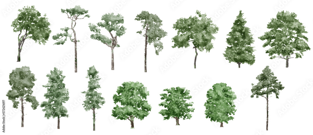 Vector illustration of an architectural tree for landscape design in a ...