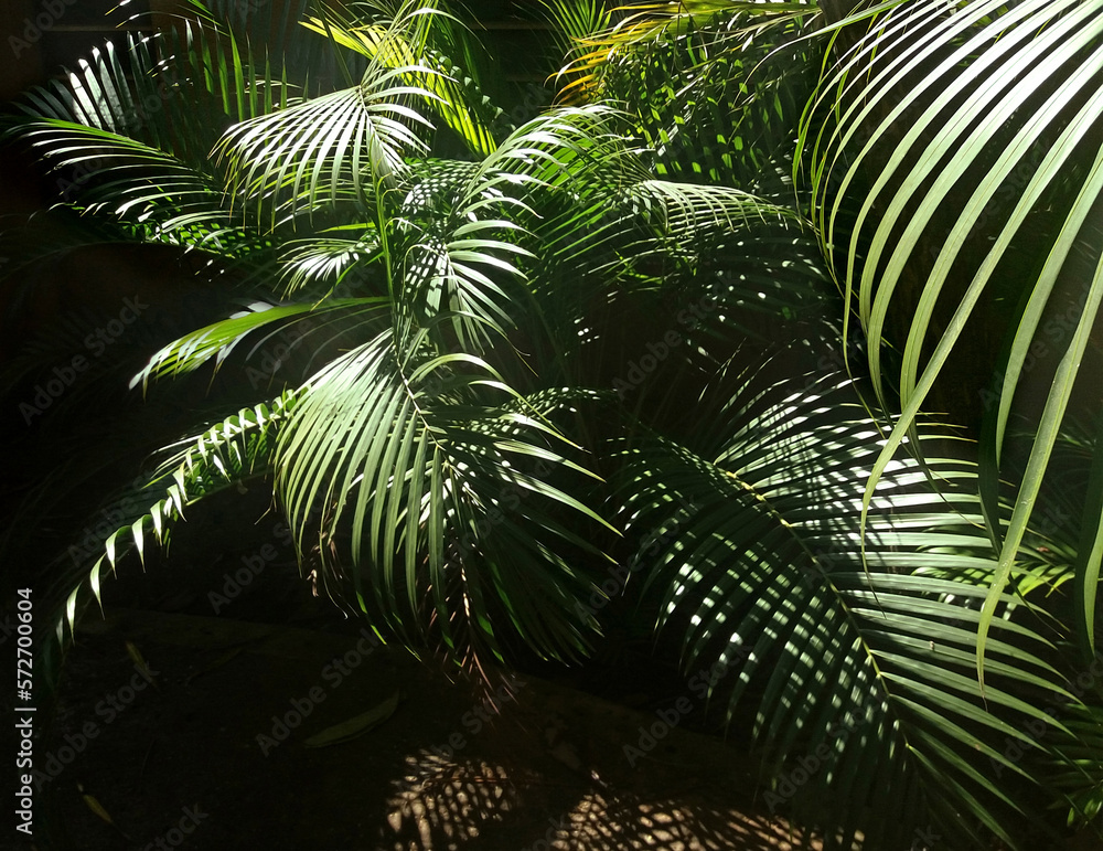 Stock-Foto „Areca bambu is a gorgeous multi-stemmed palm which gives a ...