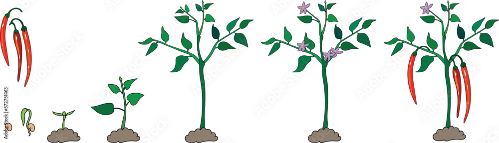 Life cycle of Chili pepper plant. Growth stages from seeding to ...