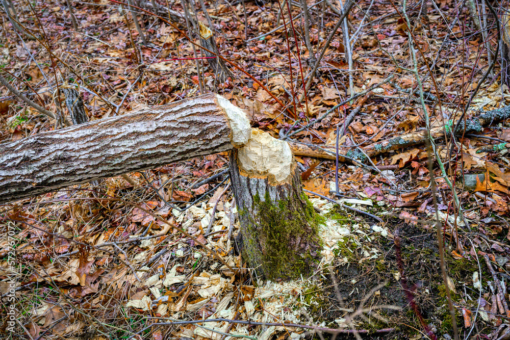 Trees that have been cut down by a Beaver. Tree stumps left after a ...