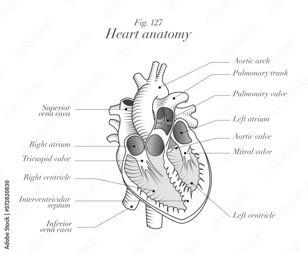 anatomical chart of a human heart, interior view, engraving modern ...