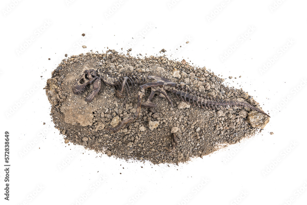 Tyrannosaurus rex fossil skeleton in the ground. digging dinosaur ...