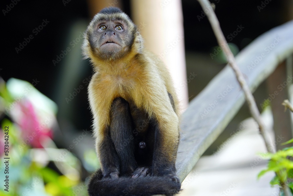 The tufted capuchin (Sapajus apella), also known as brown capuchin ...