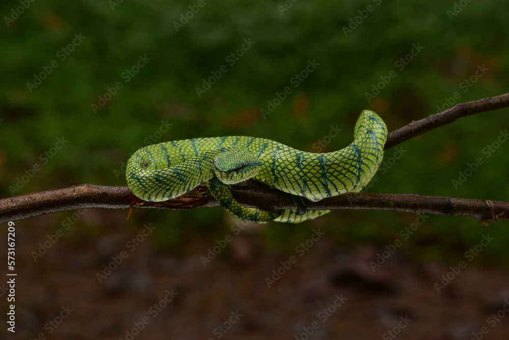 Tropidolaemus subannulatus, Bornean keeled green pit viper is a ...