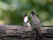 White Vented Bulbul Free Stock Photo - Public Domain Pictures