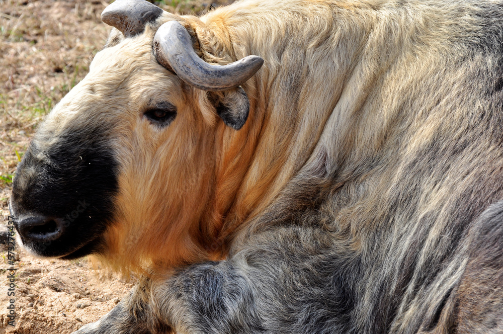 Animals - traditionally (since Aristotle) distinguished category of ...