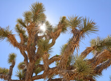 Joshua Tree Closeup Leaves Free Stock Photo - Public Domain Pictures