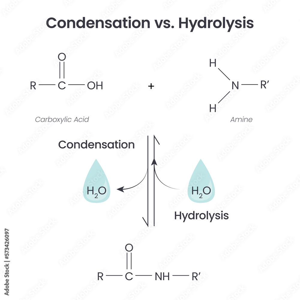 Condensation versus Hydrolysis science vector illustration infographic ...