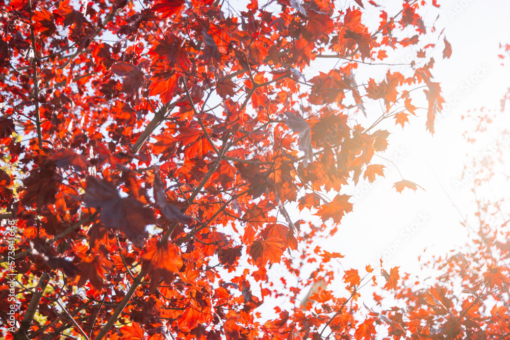 Sun shines through foliage of red maple tree. Bottom view on colorful ...