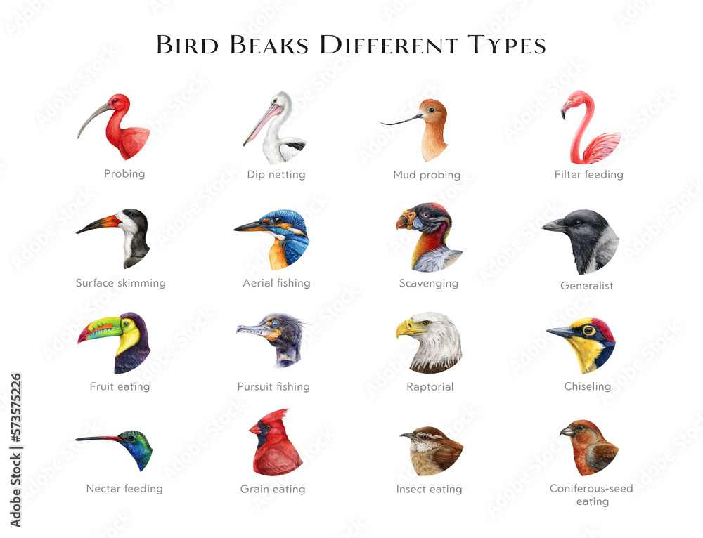 Ilustracja bez tantiem: Bird beaks different types illustration set ...