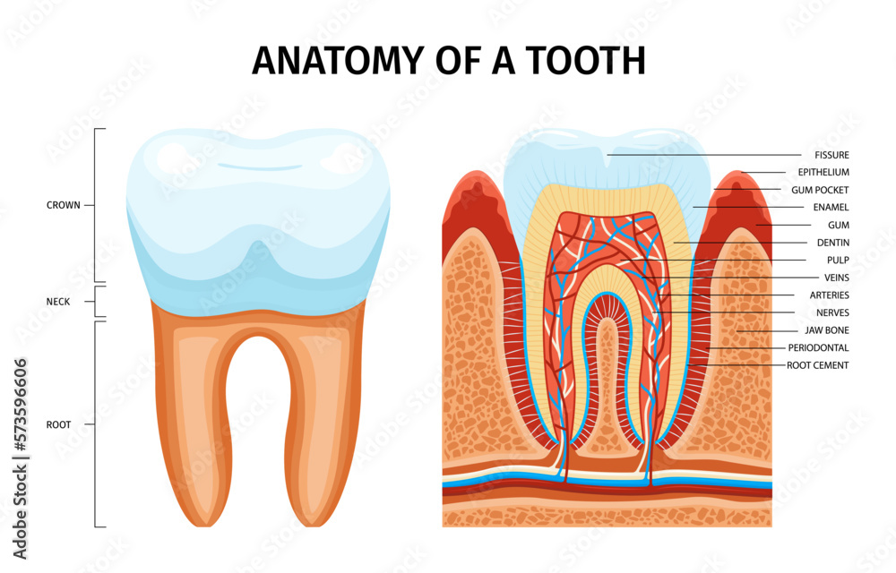 Anatomy Of Tooth Infographics Stock Vector | Adobe Stock