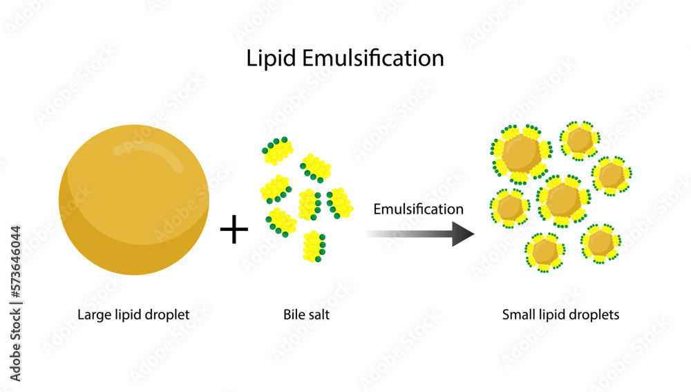 เวกเตอร์ Stock Fat emulsification. Fat Molecules, Lipid droplets, Lipid ...