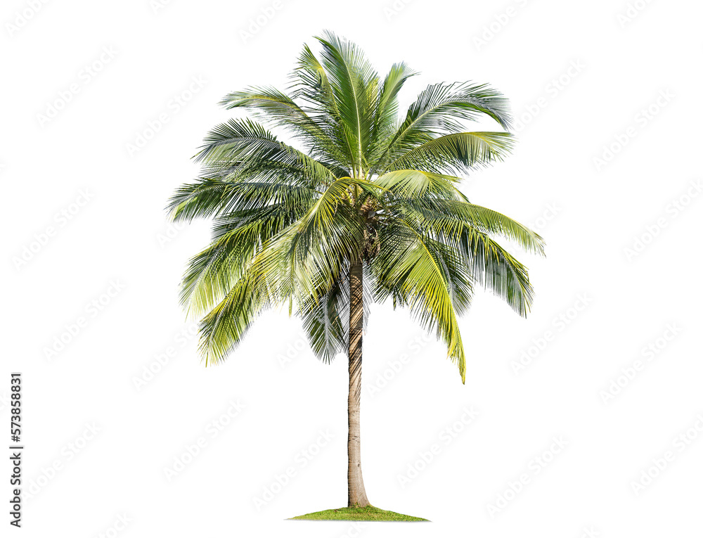 Green palm tree isolated on transparent background with clipping path ...