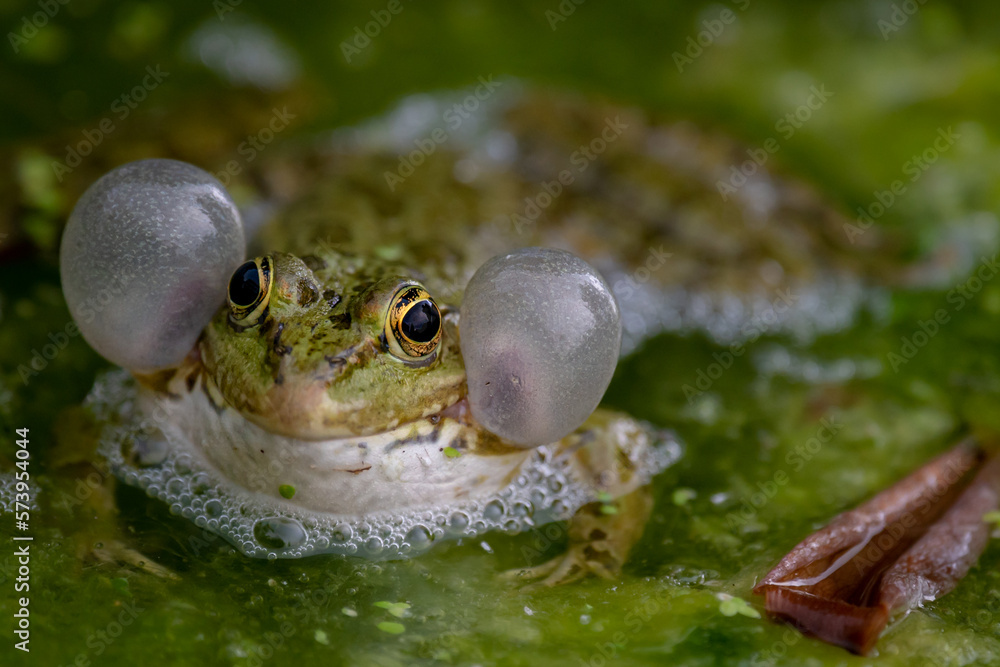 Frog in water. One breeding male pool frog crying with vocal sacs on ...