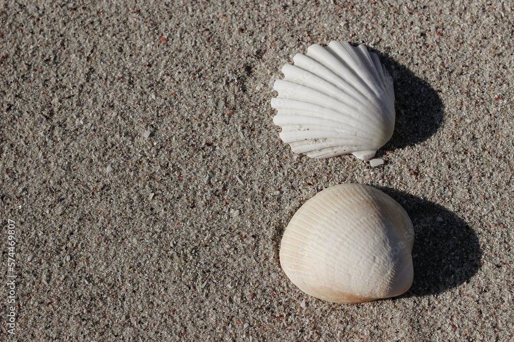 Closeup of white and beige scallops on golden sandy beach. Pilgrims ...
