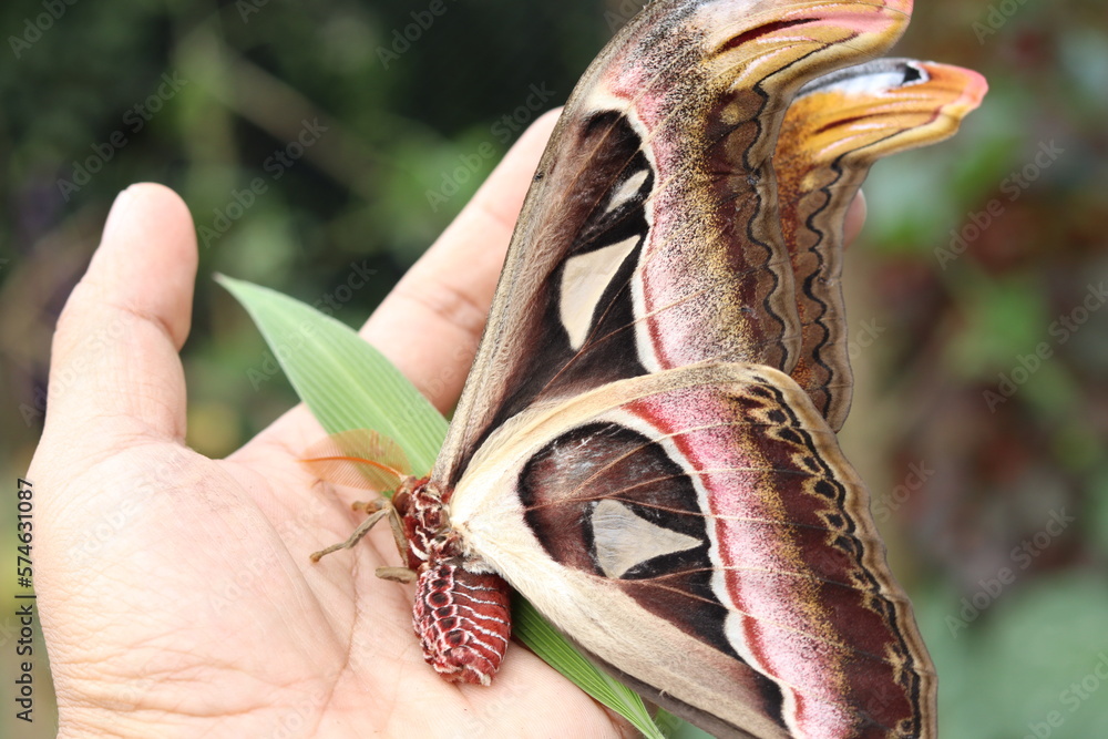 captures the beauty of the Attacus Atlas or Atlas Moth, one of the ...