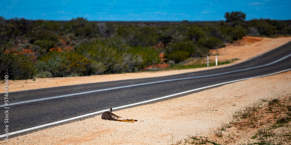 dead kangaroo lying by the side of the road in the Australian outback ...