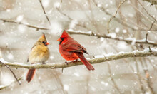 Cardinal In The Snow Free Stock Photo - Public Domain Pictures