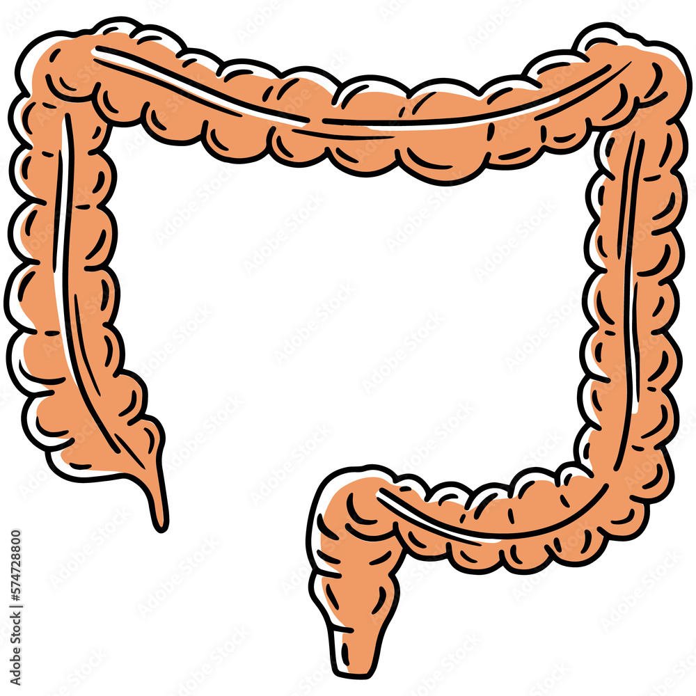 Intestine, large colon vector anatomical illustration in doodle sketch ...