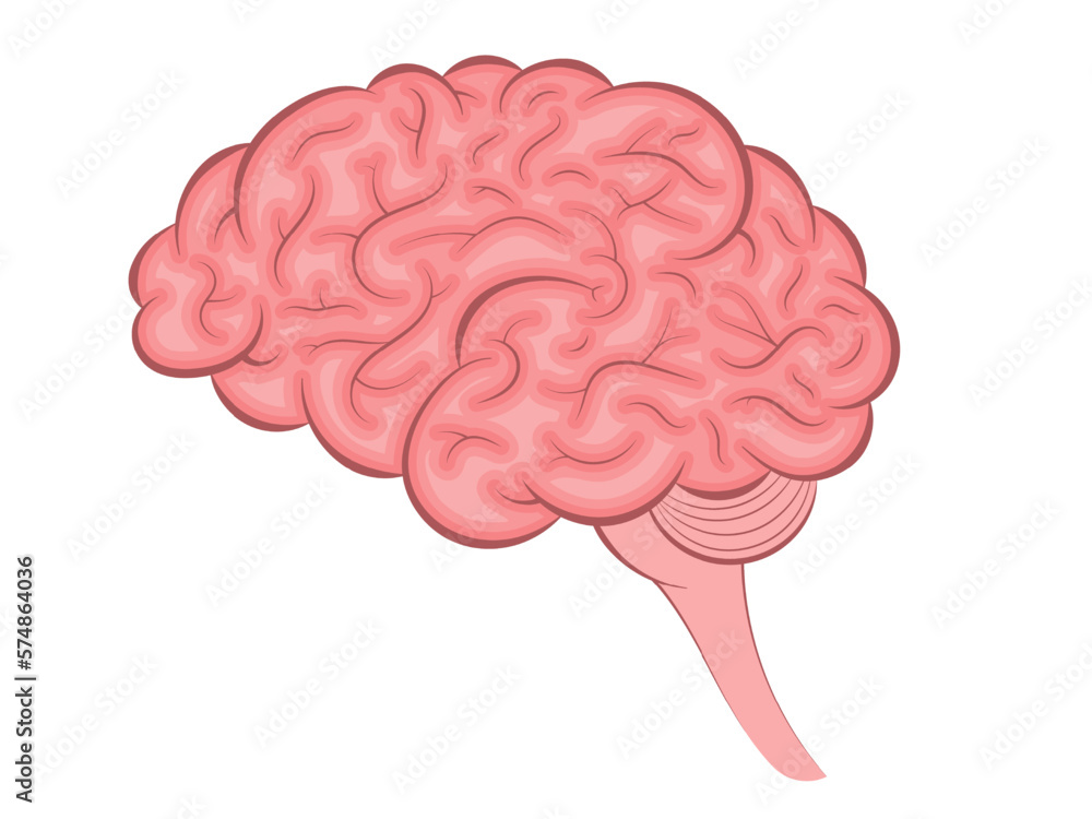 Human brain. Internal organ, anatomy. Vector cartoon icon. illustration ...