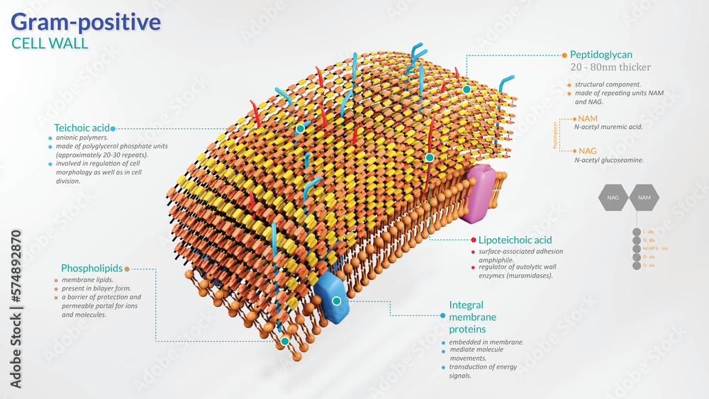 3D illustration of bacterial cell wall of gram positive bacteria. It is ...